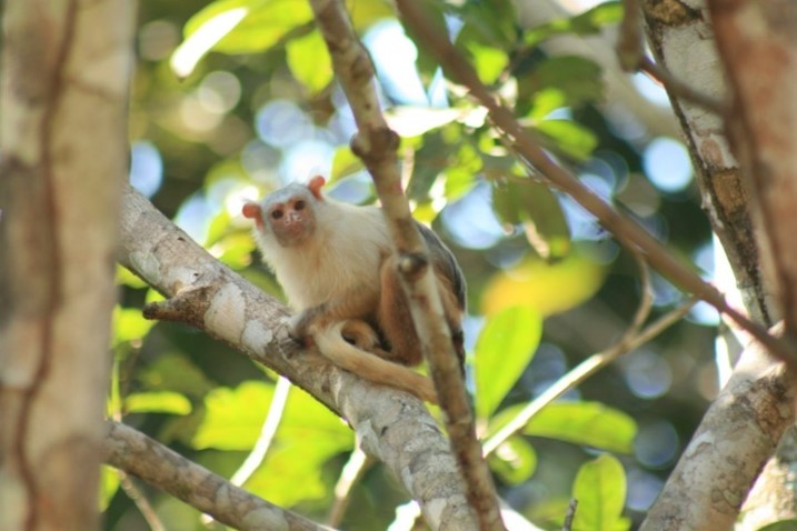Monitoramento de fauna registra mais de 90 espécies de mamíferos em ...